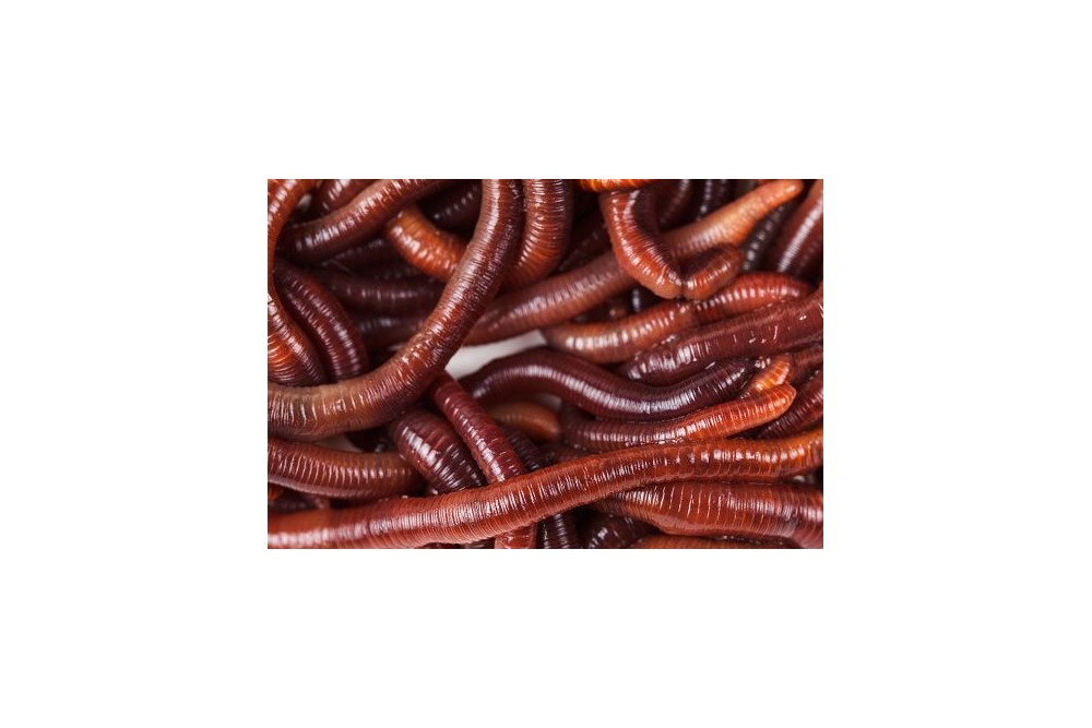 Dendrobaena Worms 500g pack IN STORE ONLY